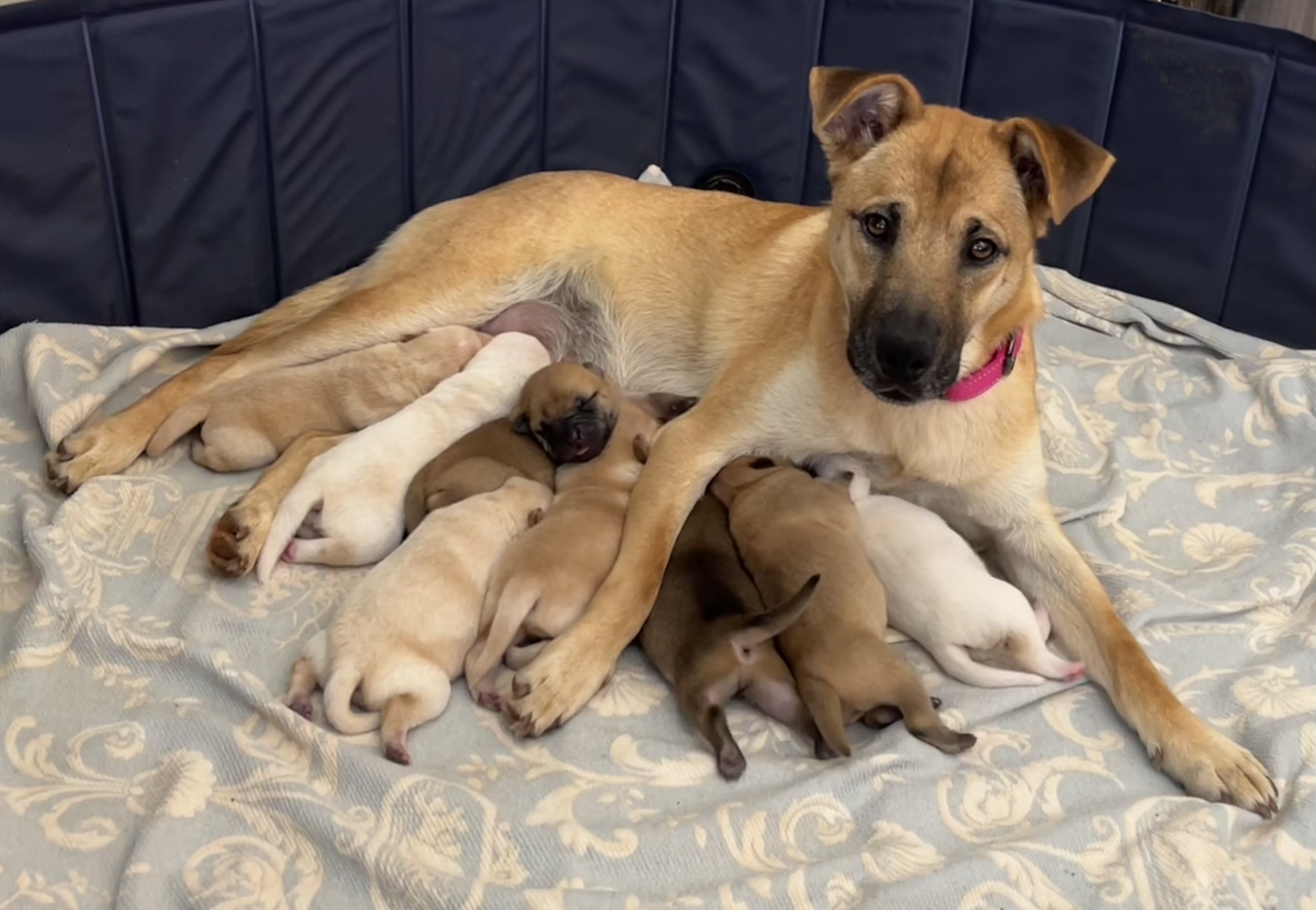 Joy's Promise – Rescued is my favorite breed.